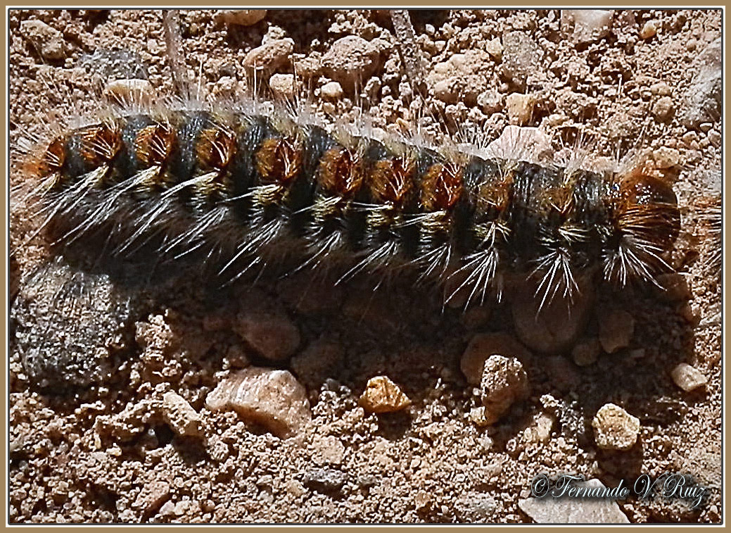 Insectos de La Rioja: La procesionaria del pino (Thaumetopoea pityocampa)