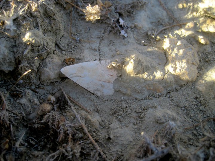 Biodiversity of Cyprus by NGO Protection of the Natural Heritage and ...