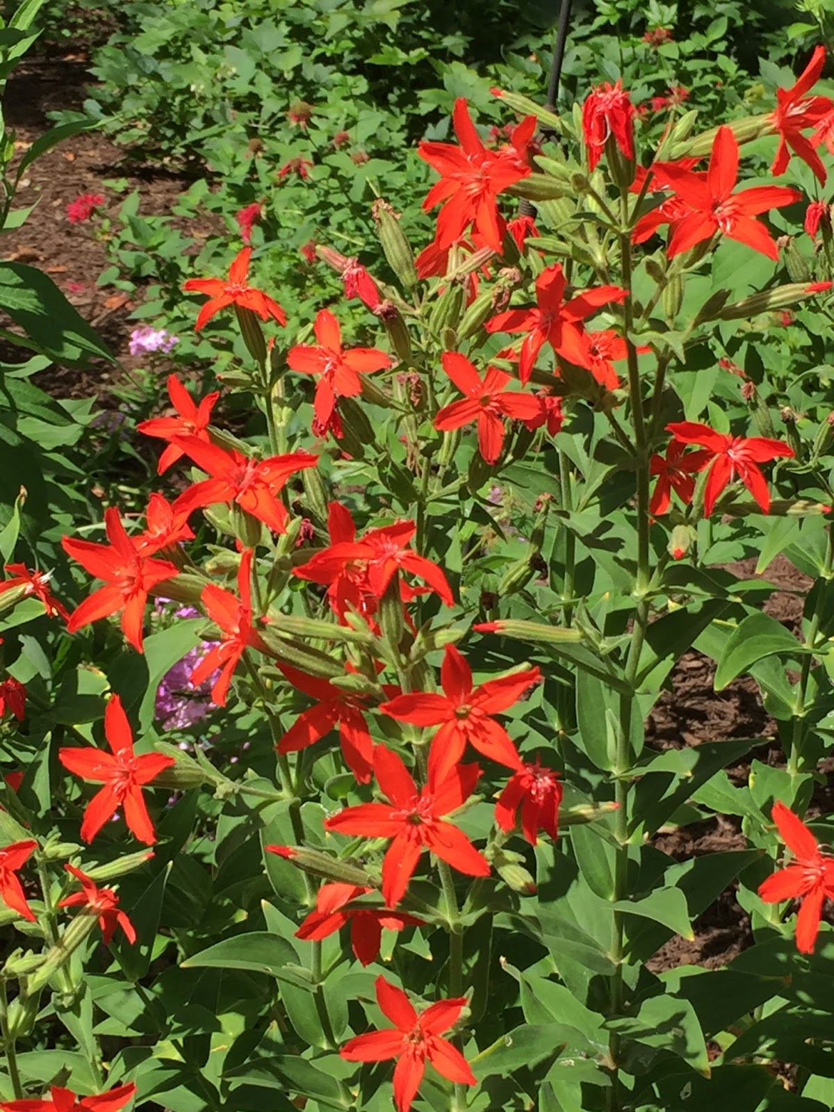 The Phytophactor: Friday Fabulous Flower - A garden champion