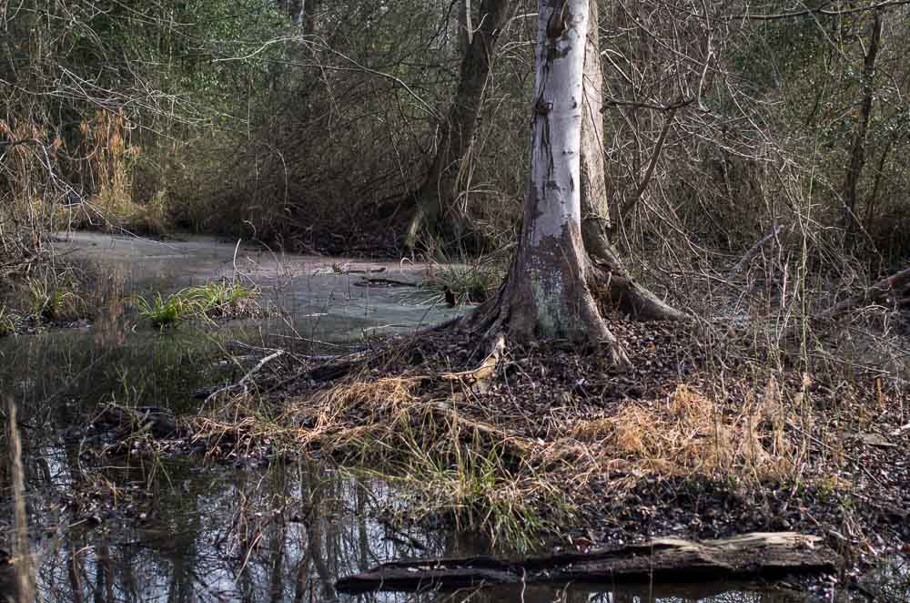 A winter walk in the Dismal Swamp #5 ~ Photography In Place