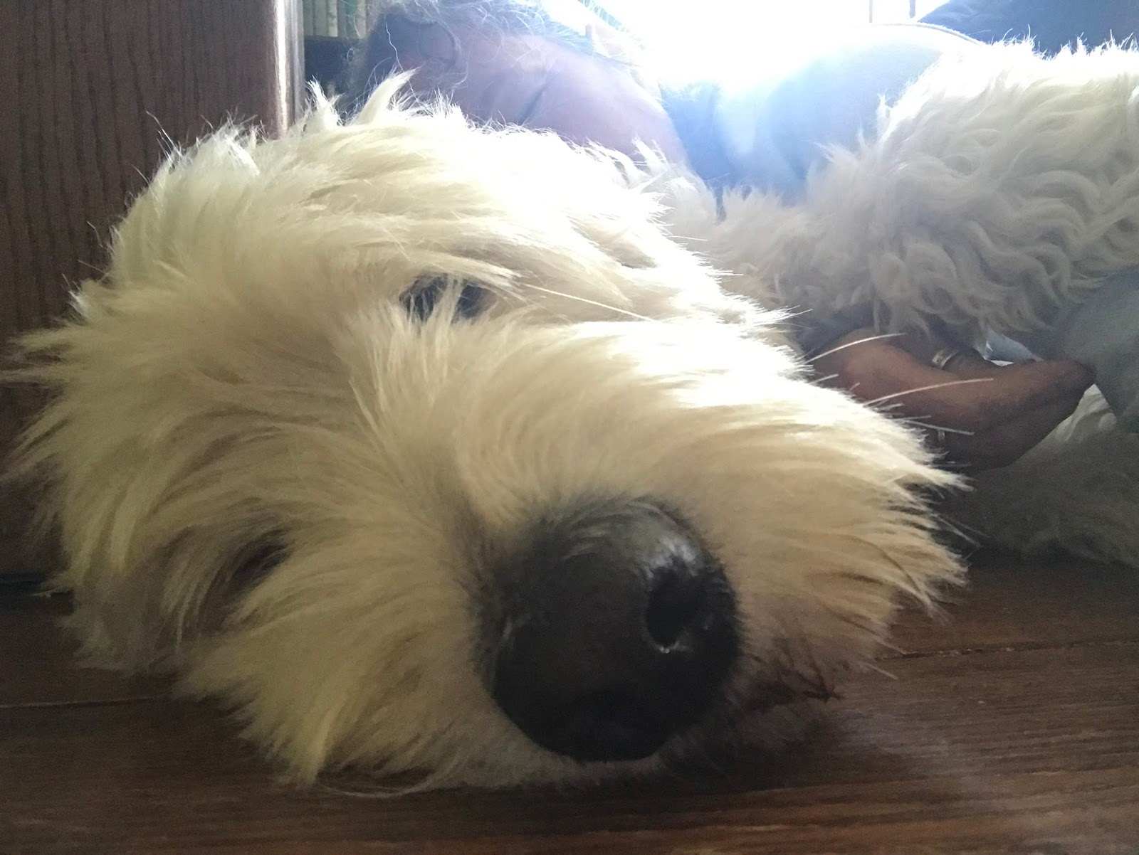 Yesteryear Acres - Doodle Days : Doodle Doggie Comfort