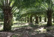 Petak Semai: KAWALAN RUMPAI LADANG SAWIT