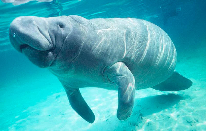 Colombian Endangered Animals