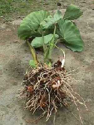 Obat Alami Dari Talas, Bentul atau Keladi - Selalu Sehat