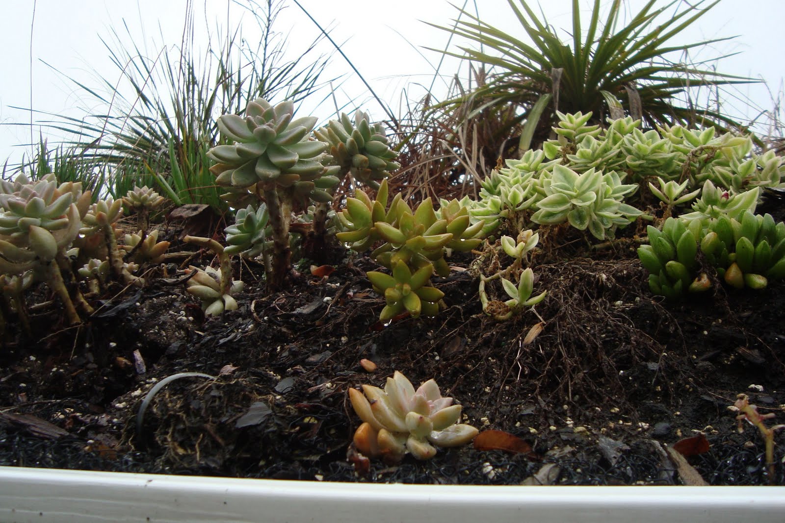 Seeds For Green Roofs: Green Roof Succulent, Graptopetalum paraguayense ...