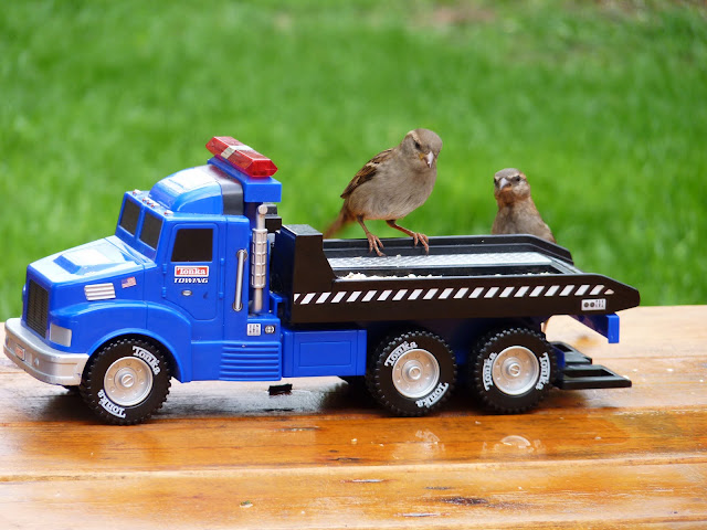 Minneapolis Backyard Birds - Jeanasina's Crazy Stuff: How to Move a ...