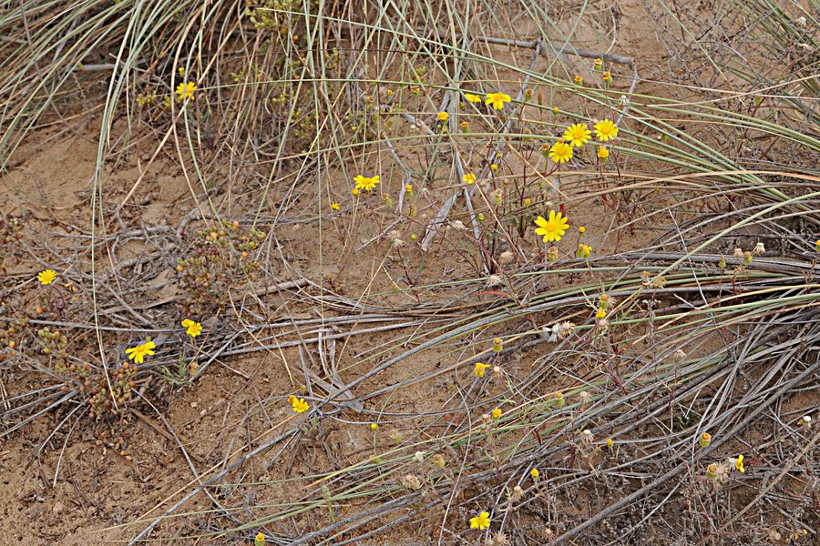 Birds of Saudi Arabia: Some Flowering Desert Plants - Sabkhat Al Fasl