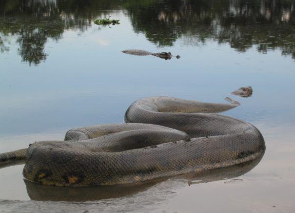 Animals of the world: Anaconda del Amazonas