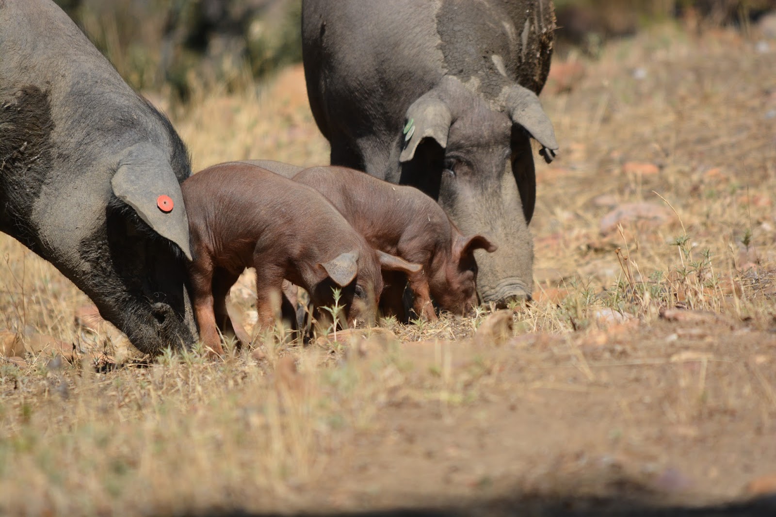 RioYeguas: IV Feria del Lechón Ibérico en Cardeña