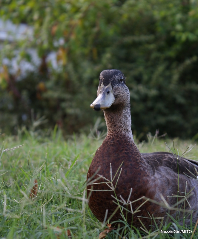 .My Thoughts In One.: August the Duck
