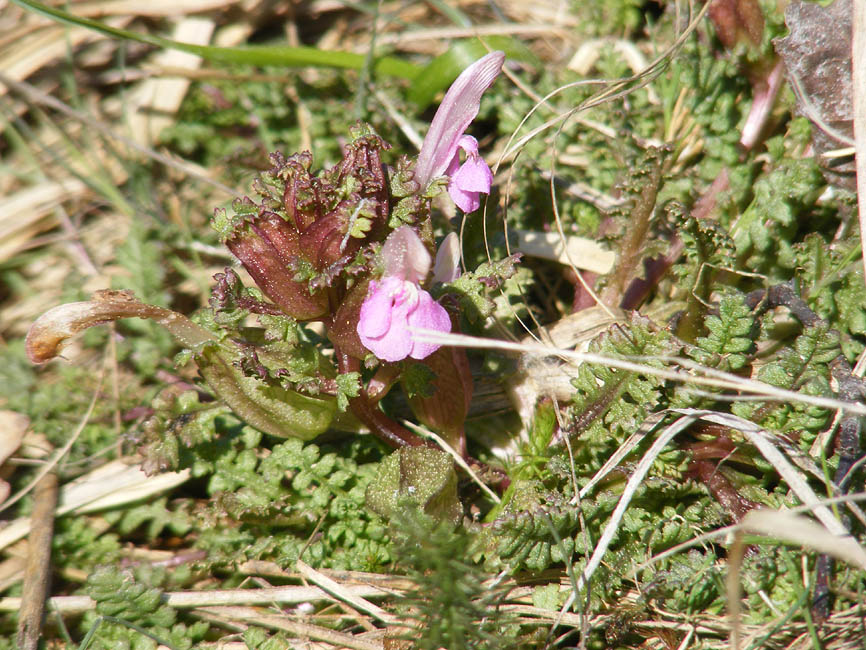 Loire Valley Nature: Lousewort - Pedicularis sylvatica