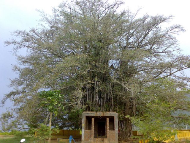 Tamilnadu Tourism: Cumbum Valley