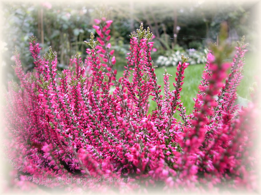Lauras Home and Garden: Die Schöne aus der Heide