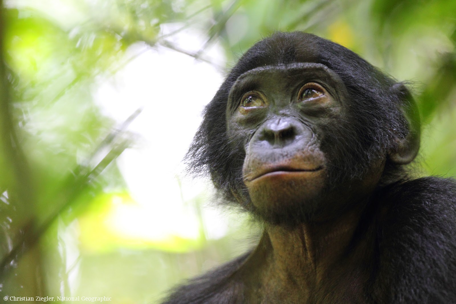Human curiosity: 2015