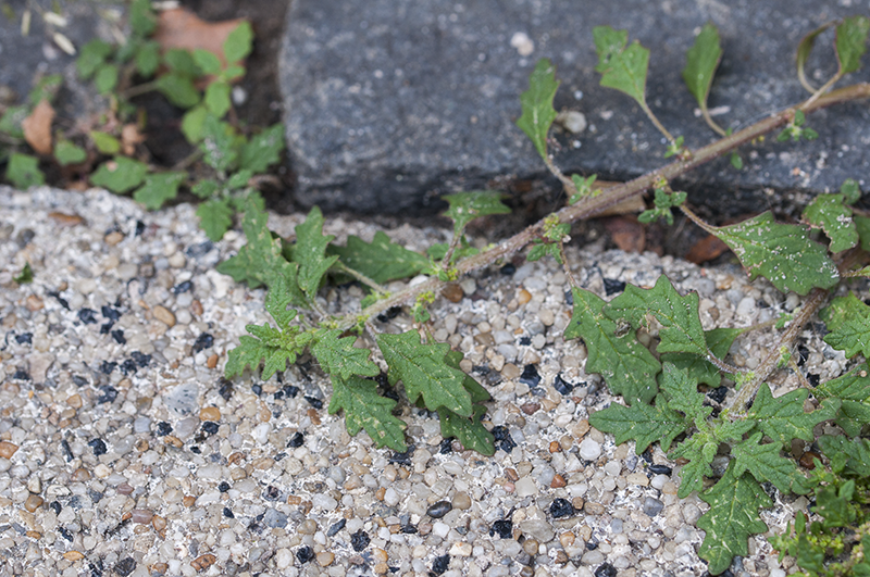 Lengyel Attila kutatói blogja: Alacsony libatop (Chenopodium pumilio)