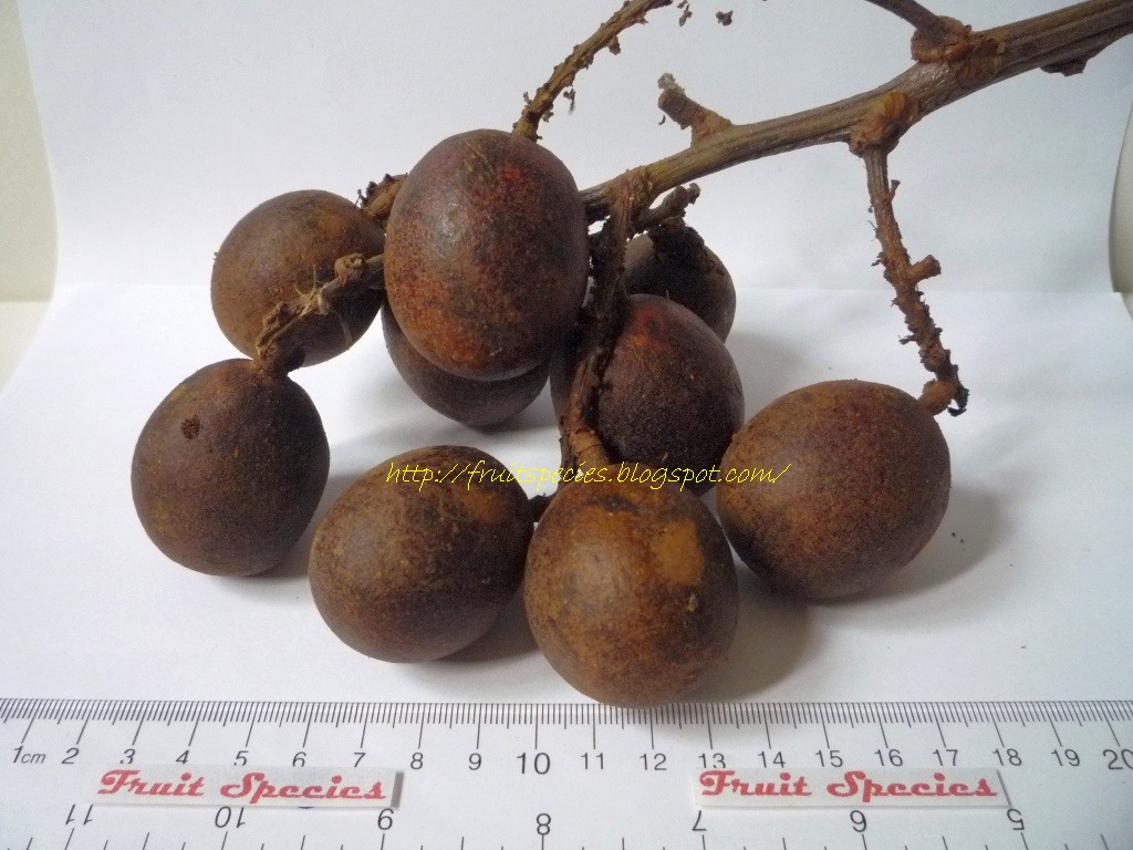 Fruit Species: FIJIAN LONGAN