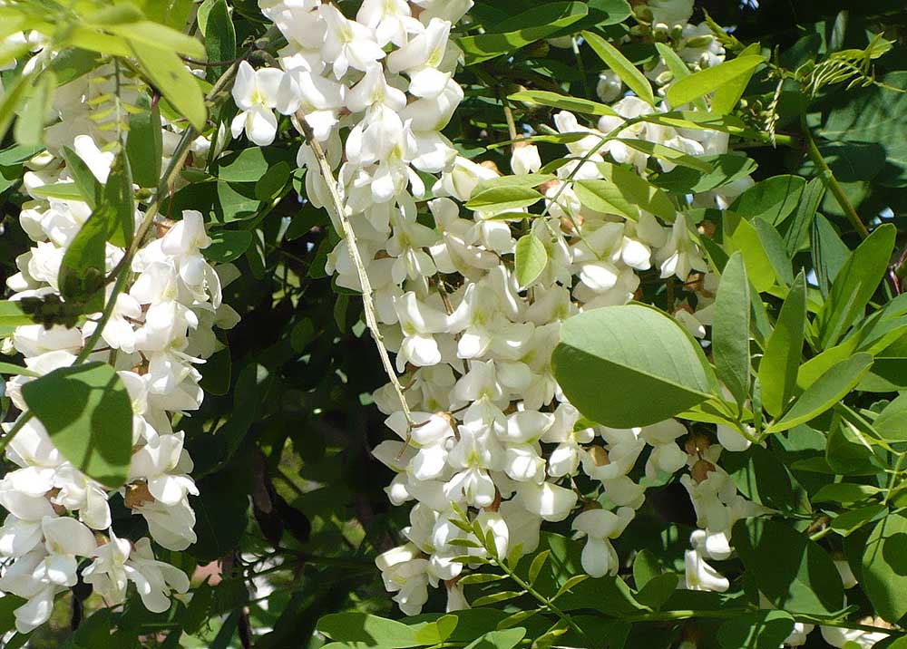 Rucher urbain d'Amiens (Sainte-Anne): Floraison du robinier (faux-acacia)