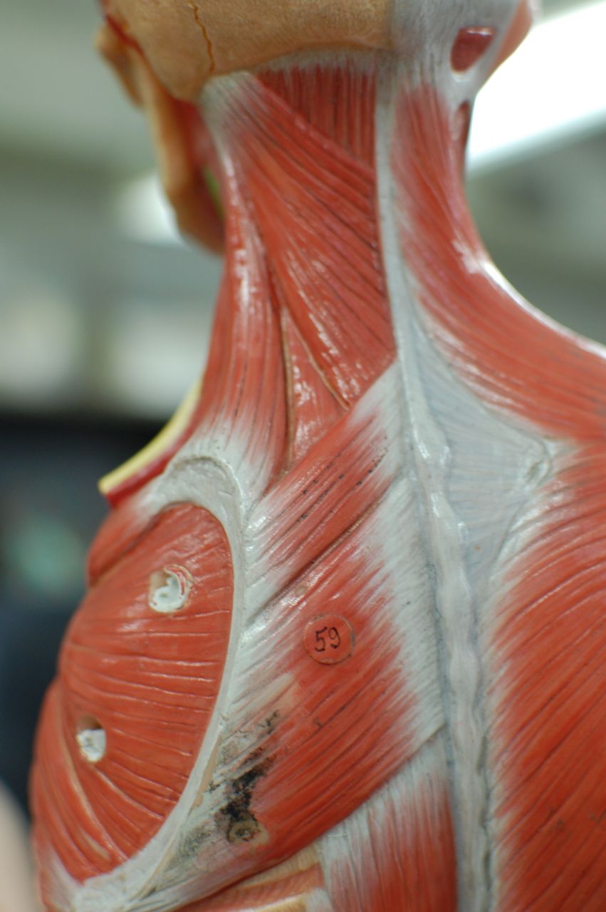 Torso Muscles Anatomy : torso muscles 3ds - Almost every muscle ...