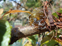 Love My Garden: Bacterial Canker on Ornamental Cherry Tree
