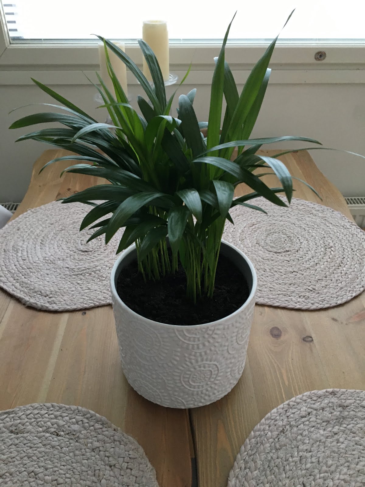 Viherkasvit sisustuksessa