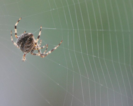 Nicolette's Notebook: Garden Orb Weaver Spider