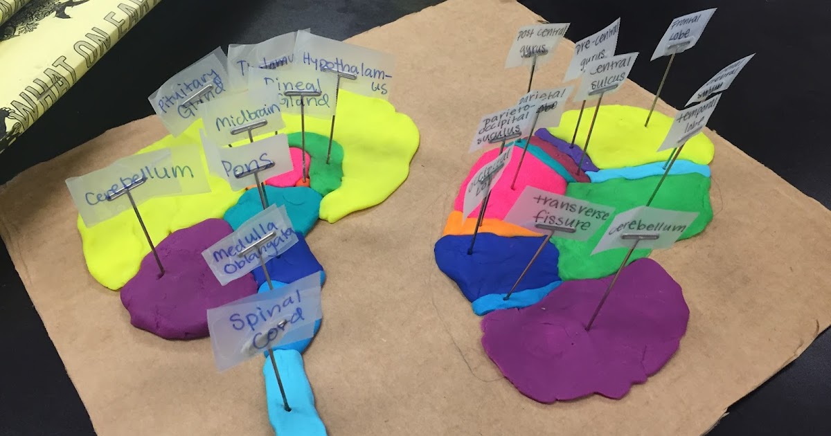 Anatomy and Physiology Blog: The Clay Brain