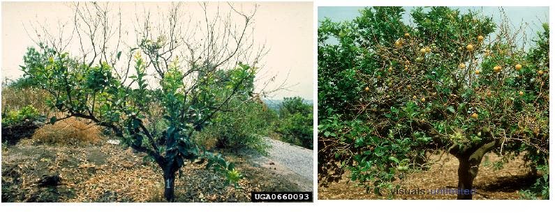 Κορυφοξήρα (Phoma tracheiphila) | GEOPONIC Γεωπονικές συμβουλές ...