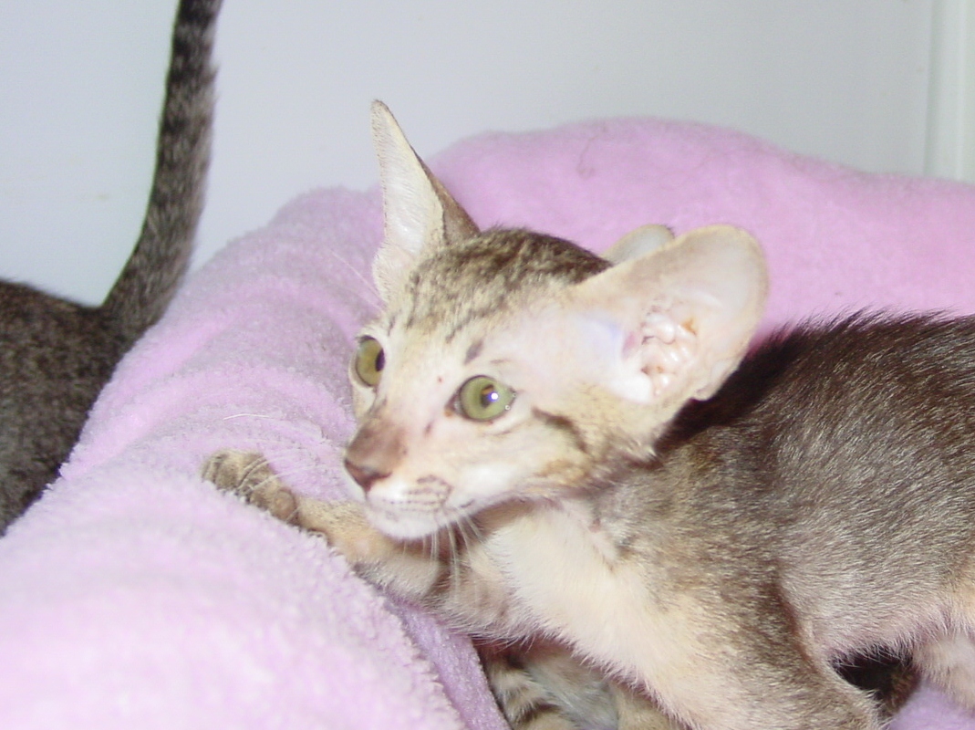 Oriental Shorthair at Monrovia Cattery