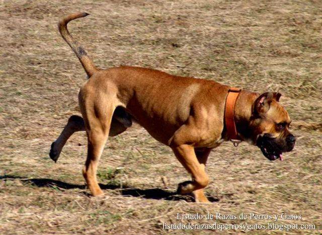 Becerrillo, el temible perro conquistador