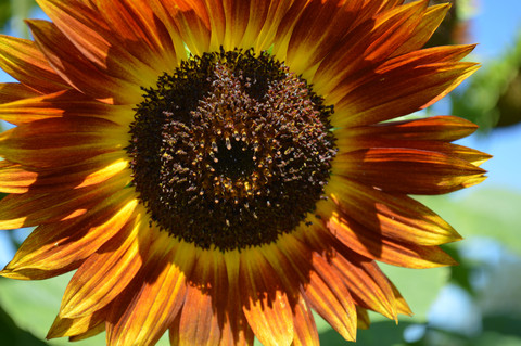 Helianthus annus-Girasol