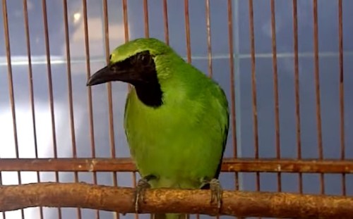 Daftar Harga Burung Cucak Ijo Orisinil Terbaru Tahun 2019