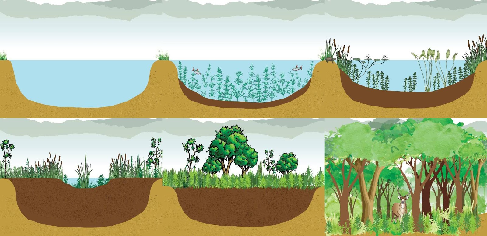 Perbedaan Suksesi Primer dan Sekunder - Geograph88