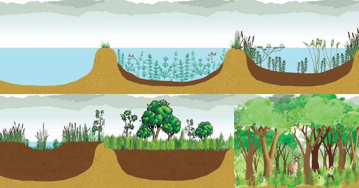 Perbedaan Suksesi Primer dan Sekunder - Biologizone