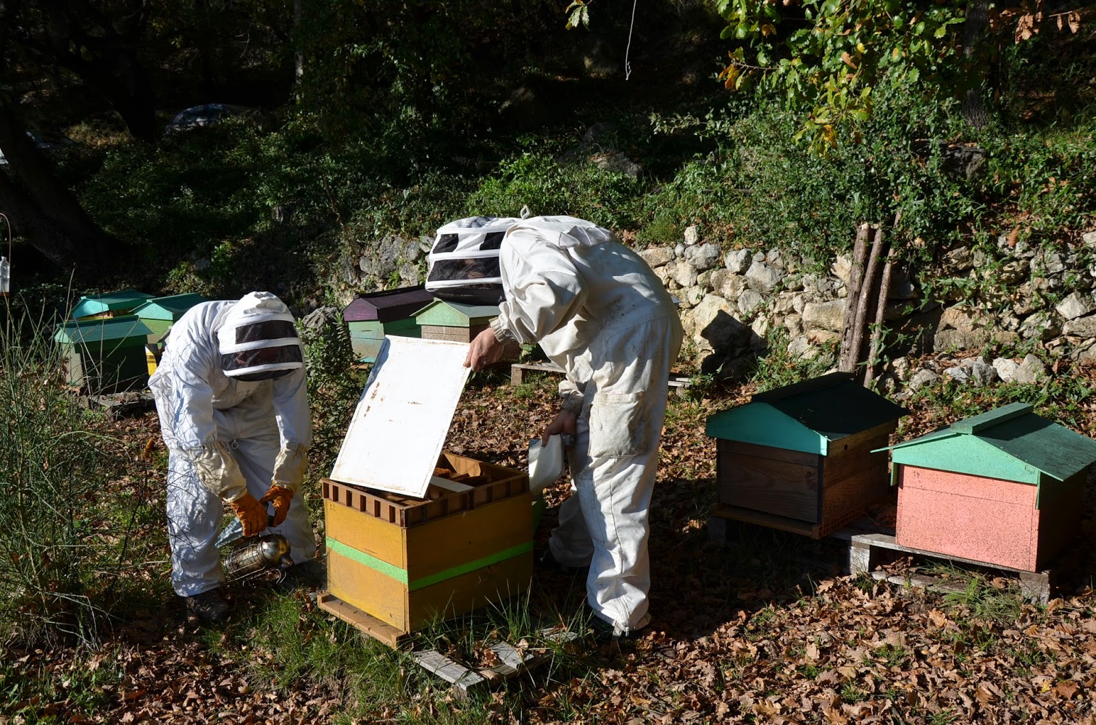 L'Association MAIA : Préparation, saison apicole 2015