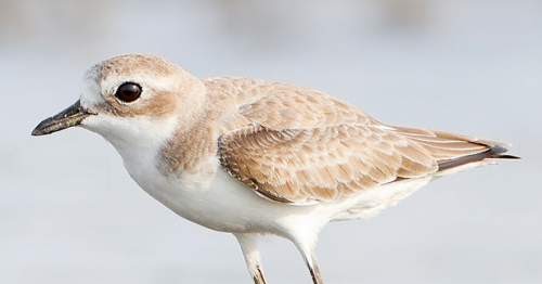 Lesser sand-plover | Birds of India | Bird World