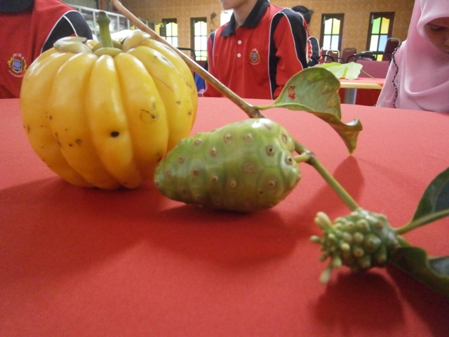TRAVELOG: LADANG HERBA & REMPAH RATUS NASUHA, PAGOH JOHOR: Pertama Kali ...
