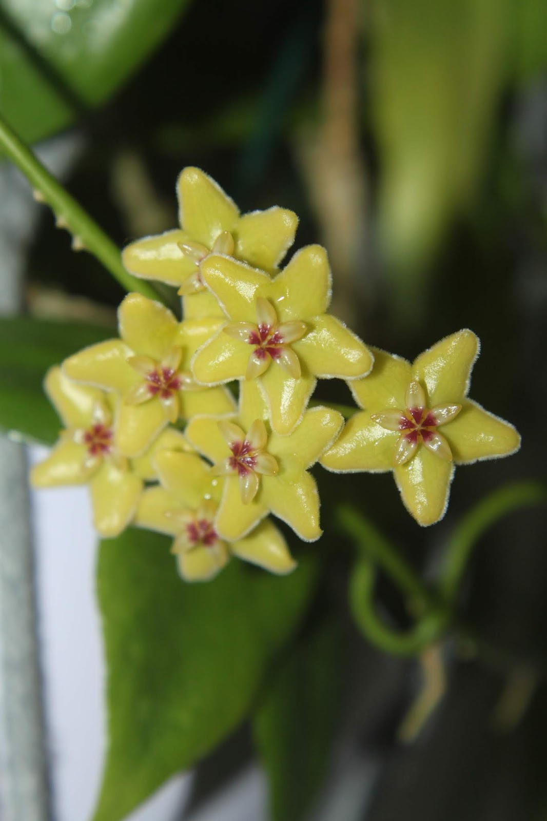 Hoyapassion: Hoya diptera Fiji i obiecanki Hoi kipandiensis