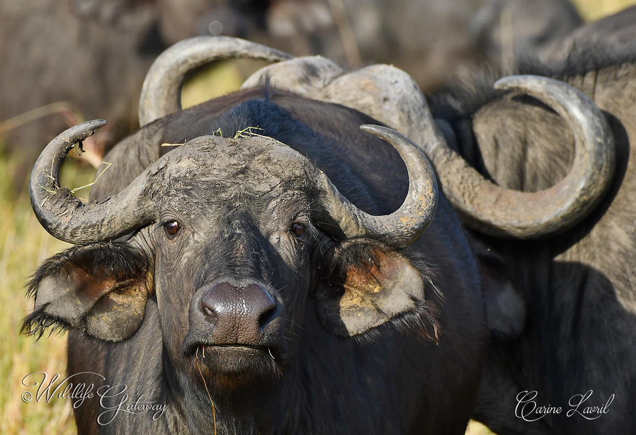 WILDLIFE GATEWAY: Le Buffle d'Afrique