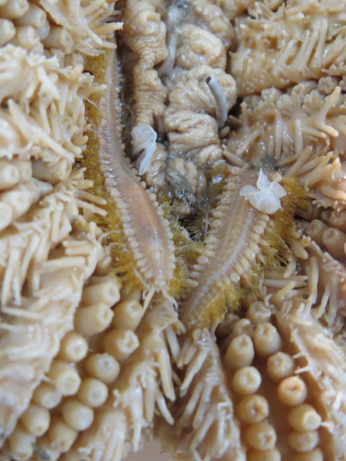The Echinoblog: Five Things you Probably Didn't Know about Polychaetes ...