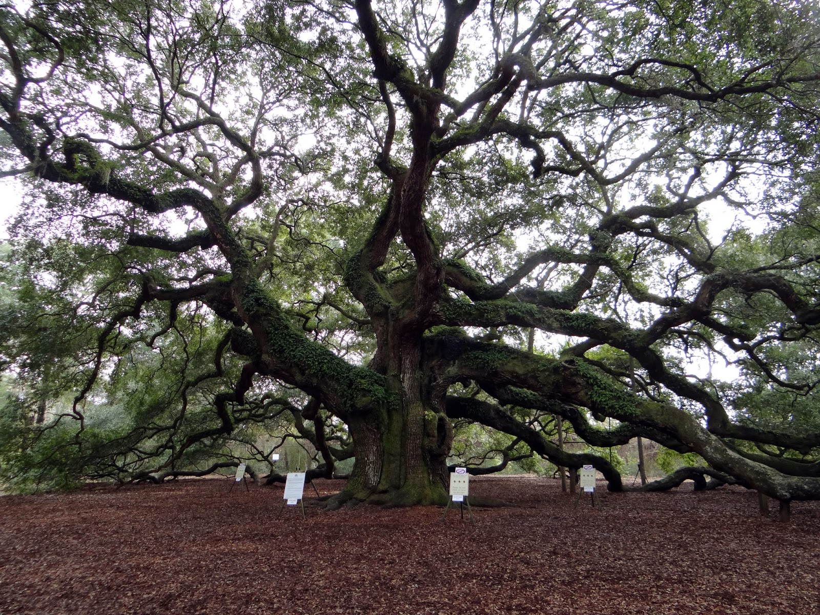 Jim and Kim's Travels: The Magnificent Angel Oak Tree, Charleston ...