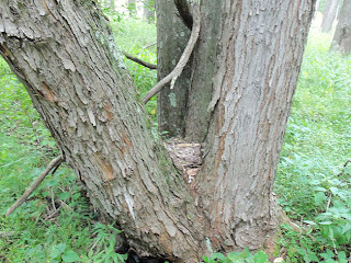 I Love Tree House: How to Build a Treehouse by wikihow.com