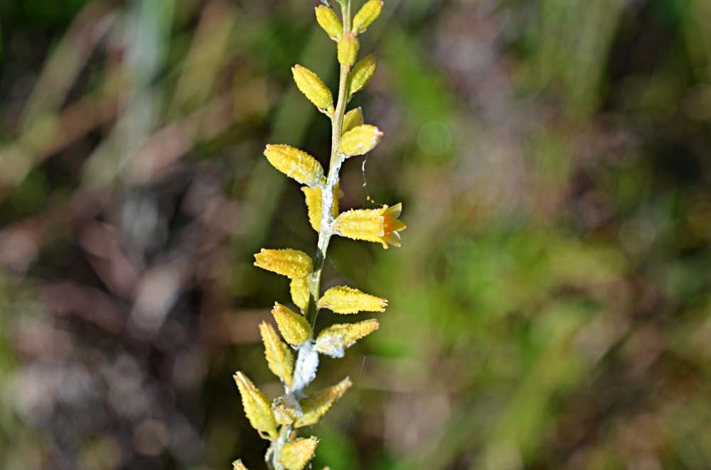Space Coast Wildflowers: Wickham Park, September 2, 2013