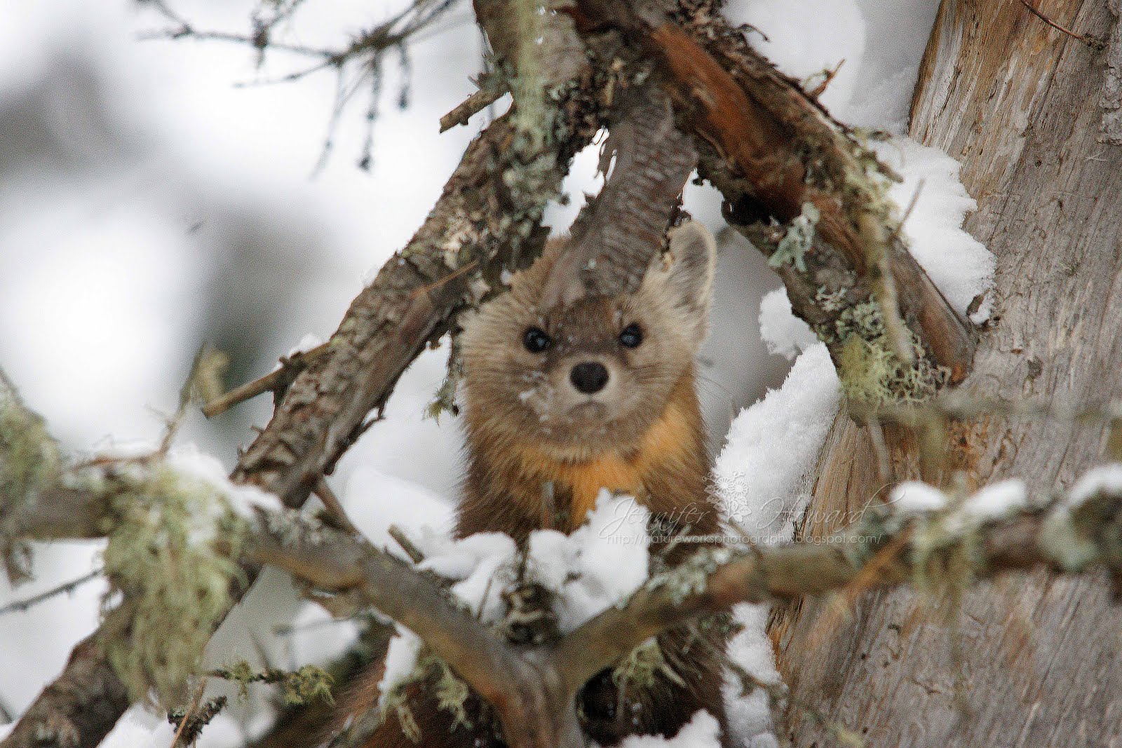 Nature Works Photography: Pine Martin