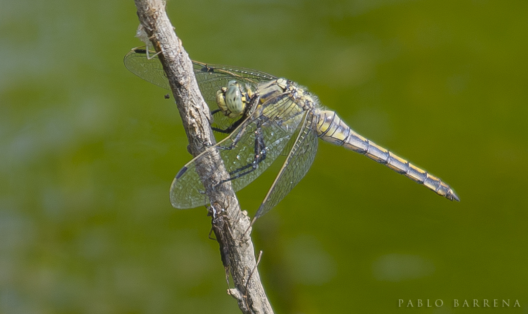 Naturaleza y ornitología: Orthetrum cancellatum