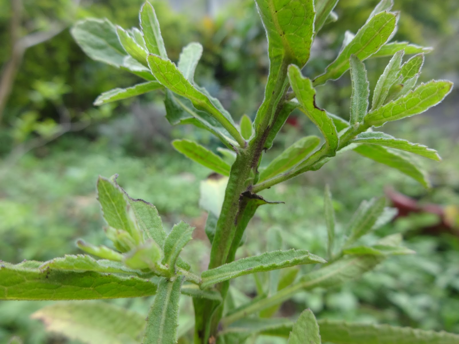 Herbs from Distant Lands: Laggera alata - Winged-Stem Laggera, Liu Leng ...