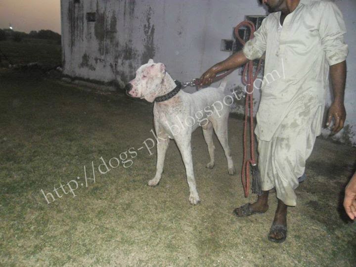 Pakistani Dog photos and Videos