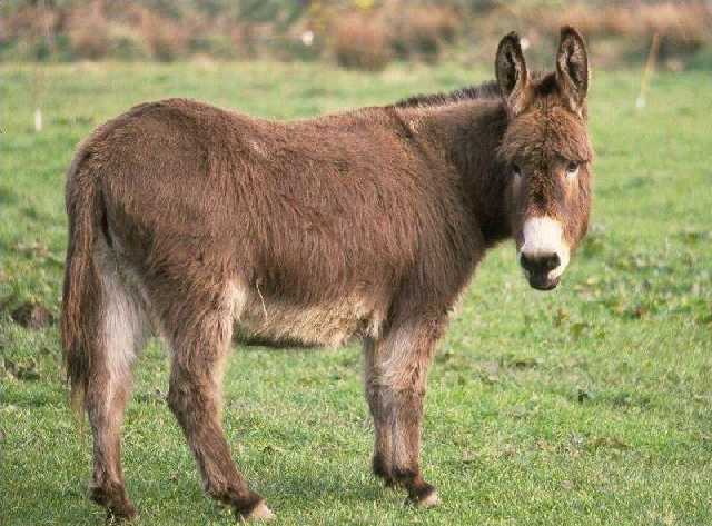 Fête de l'âne à Ners: Fête de l'Ane à Ners