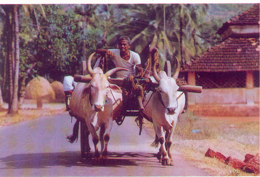 ! Thattukada | തട്ടുകട !: November 2011 | ! Thattukada | തട്ടുകട !All ...