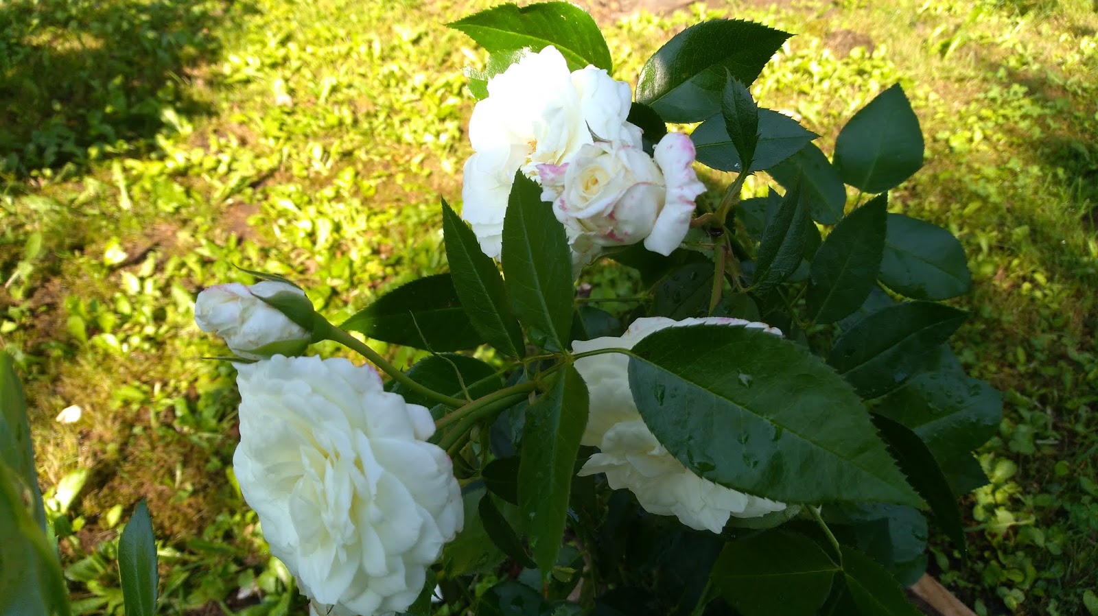 Ranczo Elma: Róża (Rosa) Alabaster