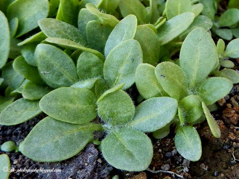 Tobacco Seedlings | Nature, Cultural, and Travel Photography Blog
